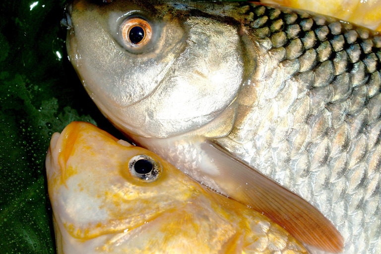 Ribe mesoperke jedna od najstarijih vrsta riba - Net.hr