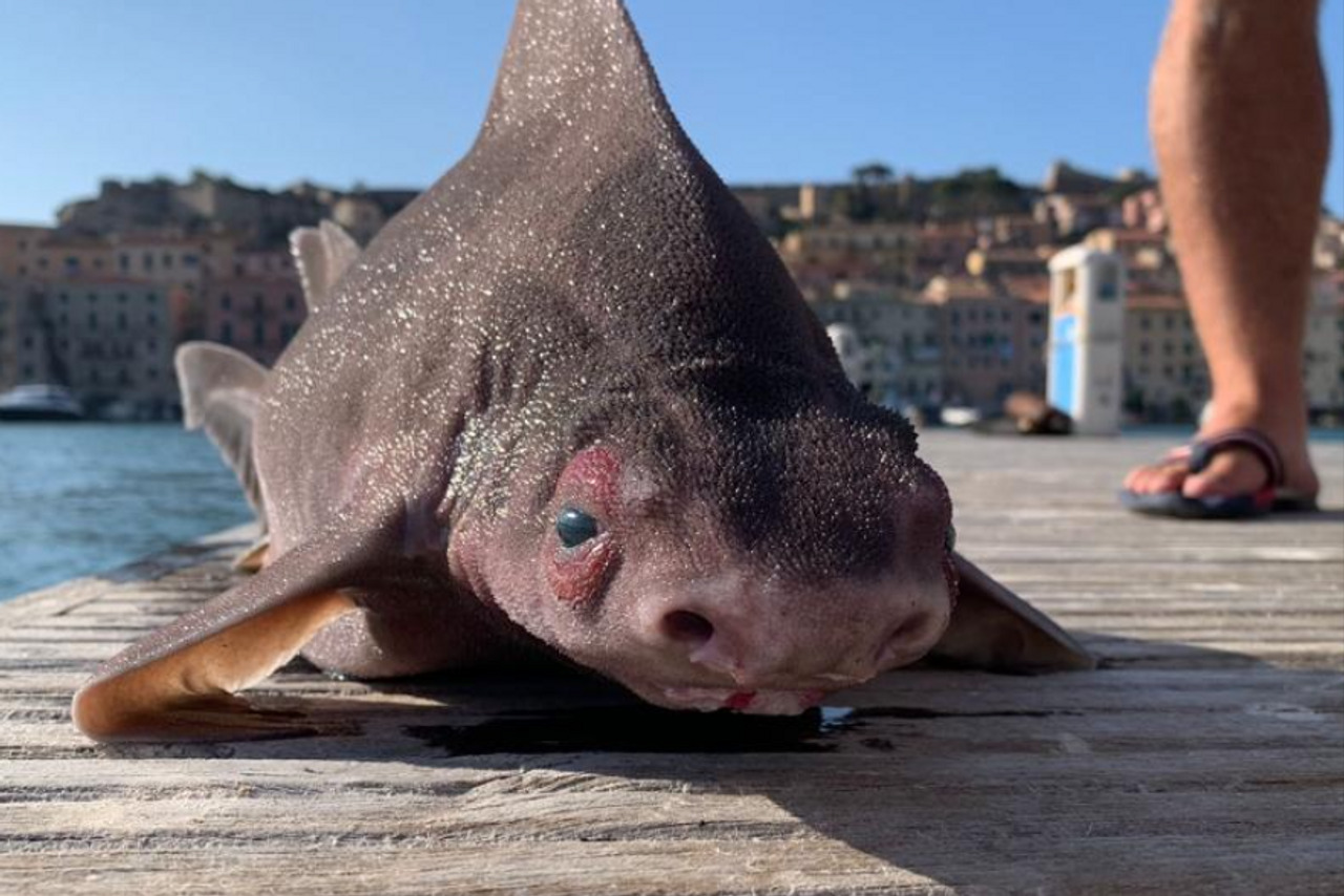 Našli su ga talijanski pomorci: Morski pas prasac mrtav u Sredozemnom ...