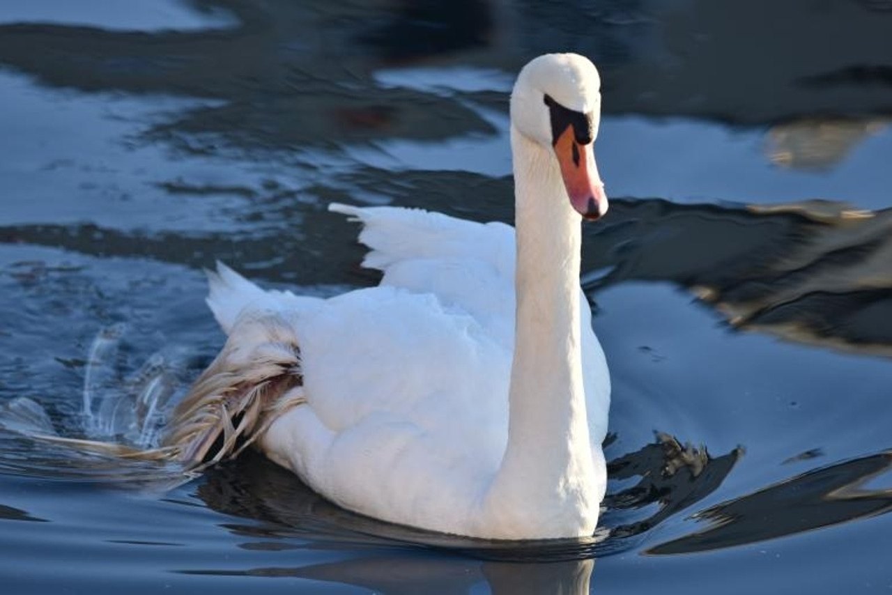 AKCIJA U ŠIBENIKU: Spasili labuda koji je 10-ak dana plivao u moru sa ...