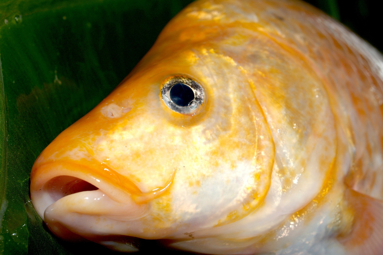 Crvenperka riba koja je relativno jednostavna za ribolov - Net.hr