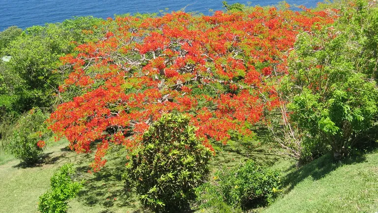 Ognjeno drvo - najljepše brzorastuće drvo - Net.hr