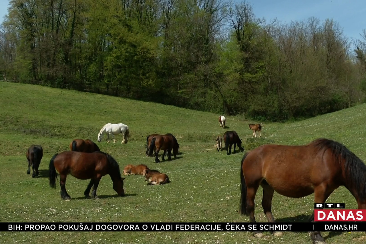 Konji su prije bili simbol bogatstva, a danas ih gotovo i nema: U ...
