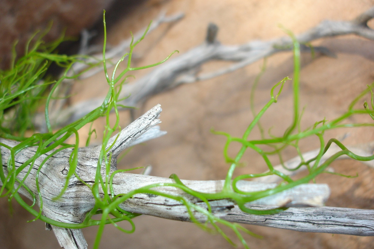 U koje vrste algi spadaju modrozelene alge? - Net.hr