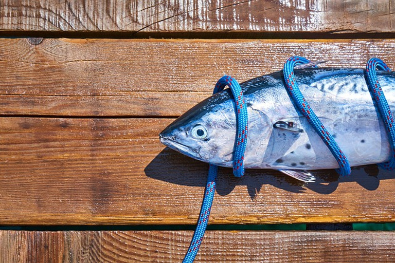 Palamida priprema - recept i priprema ribe palamide - Net.hr