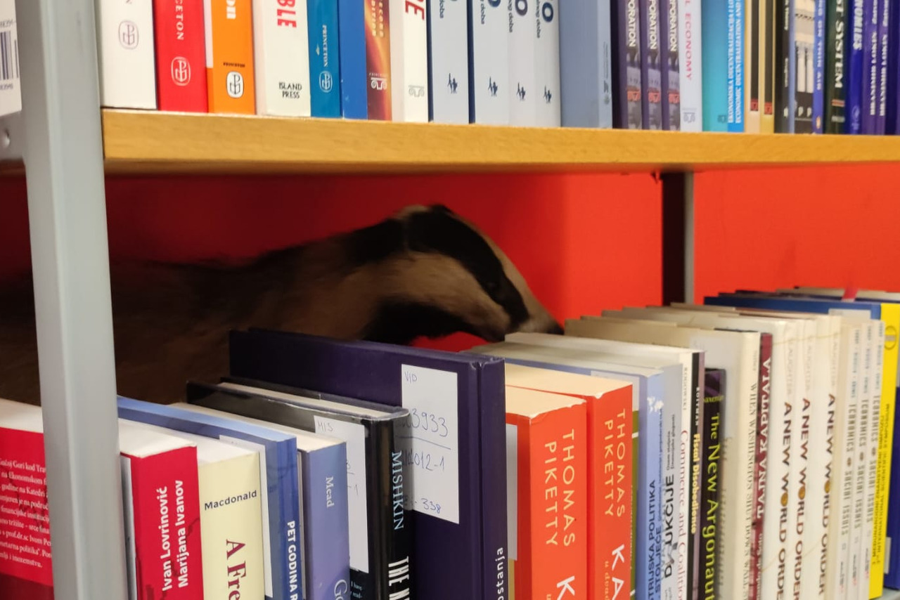 Jazavac 'upao' na zagrebačko Sveučilište VERN' - Net.hr