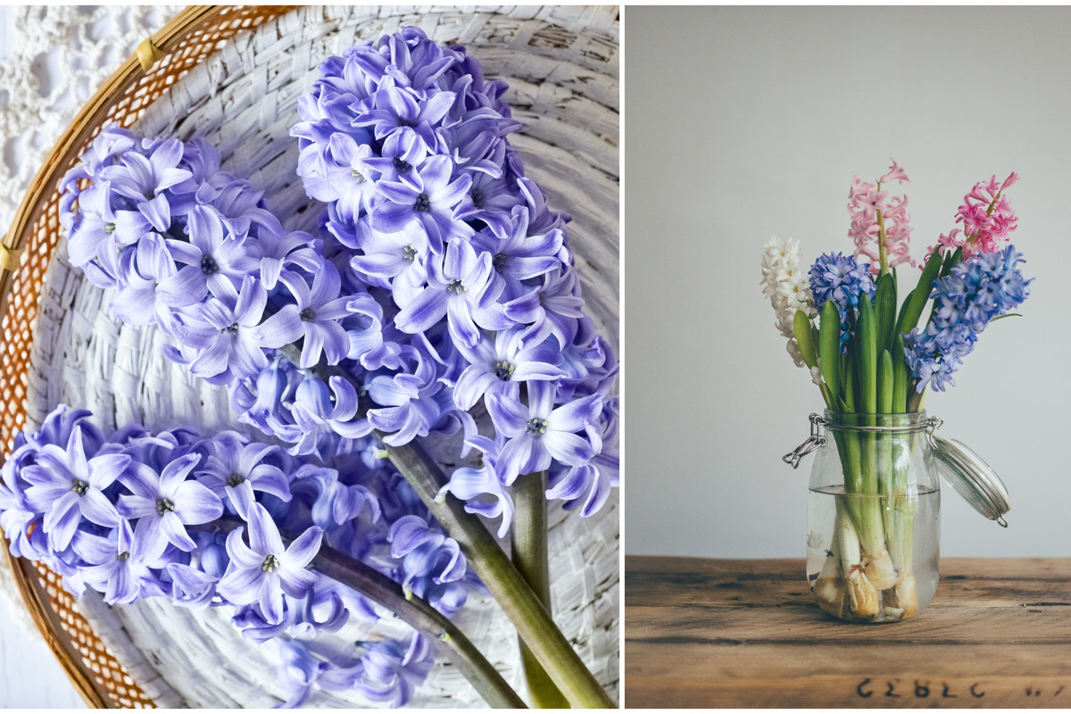 Sadnja, njega i održavanje zumbula u našem domu - Žena.hr