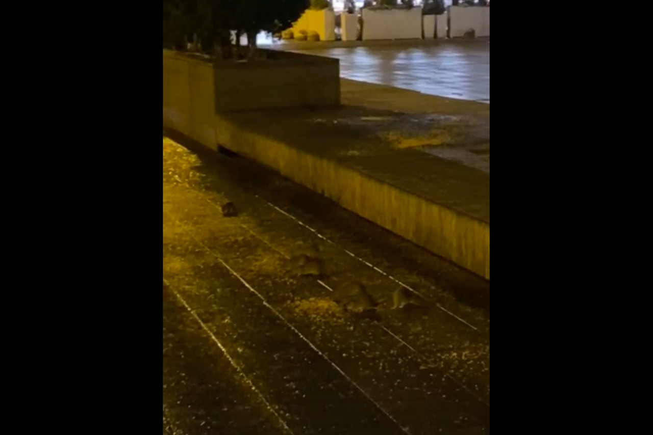 VIDEO Štakori opet haraju Zagrebom, pogledajte 'najezdu' na Kvatriću i ...