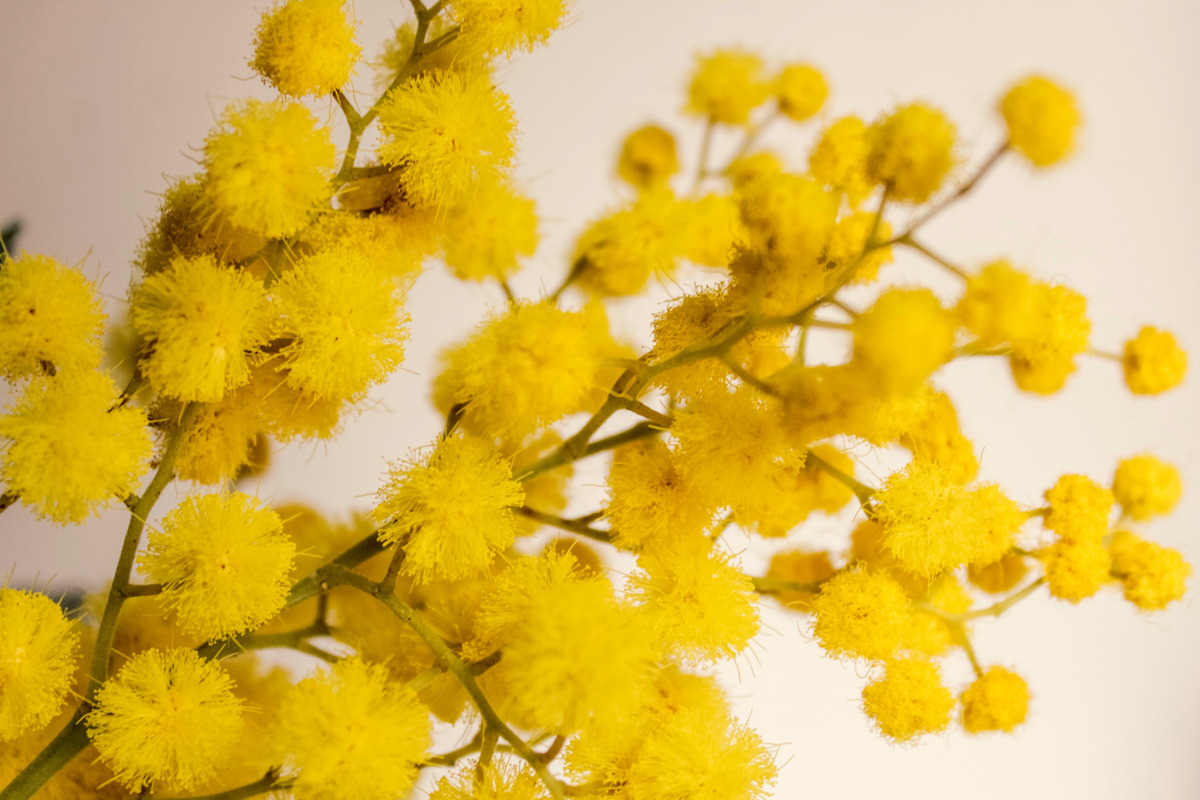 Mimoze: Nježni simbol proljeća - Žena.hr