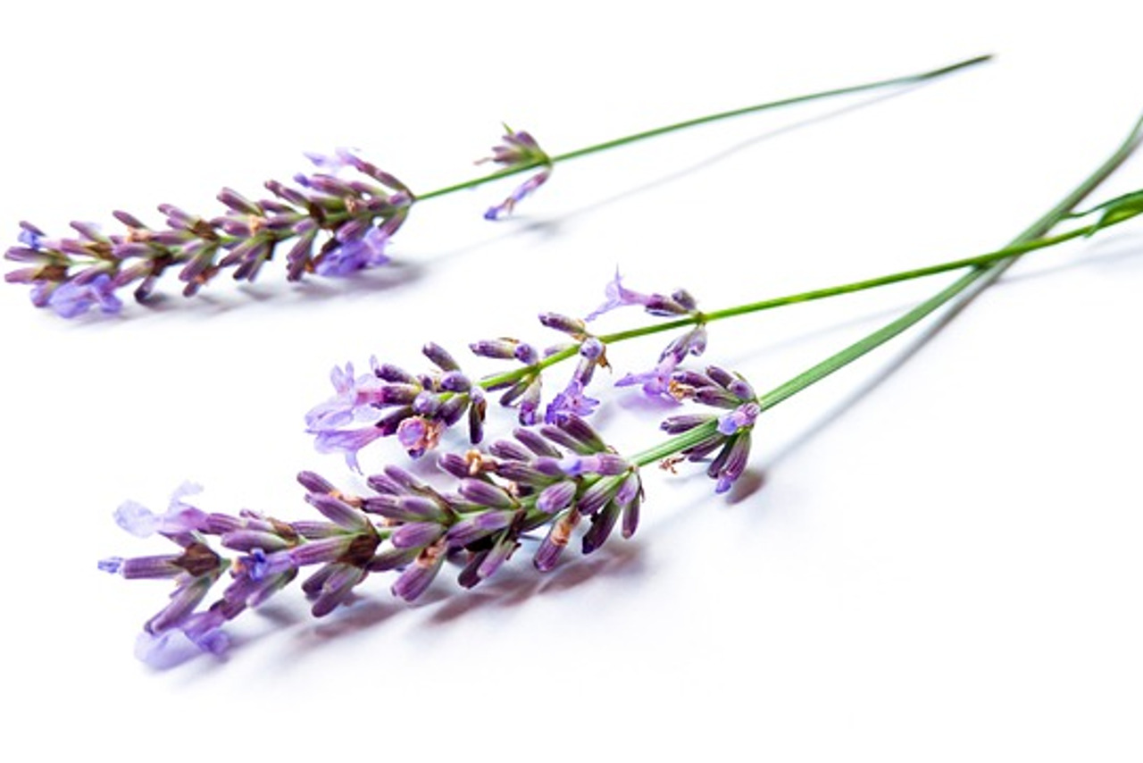 Kada se sadi lavanda u vrtu? - Net.hr