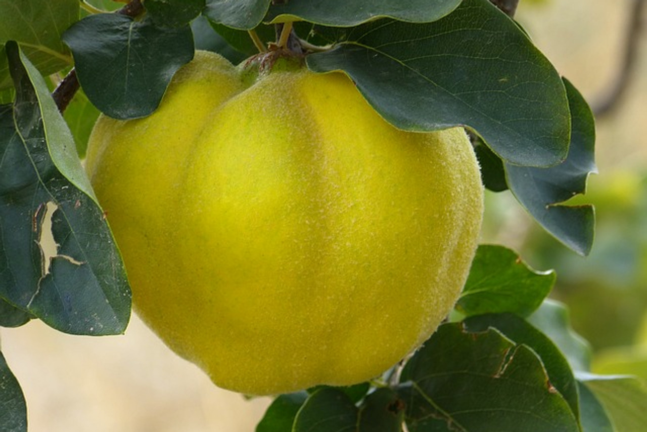 Dunje slatko - recept kako se radi slatko od dunje za zimnicu - Net.hr