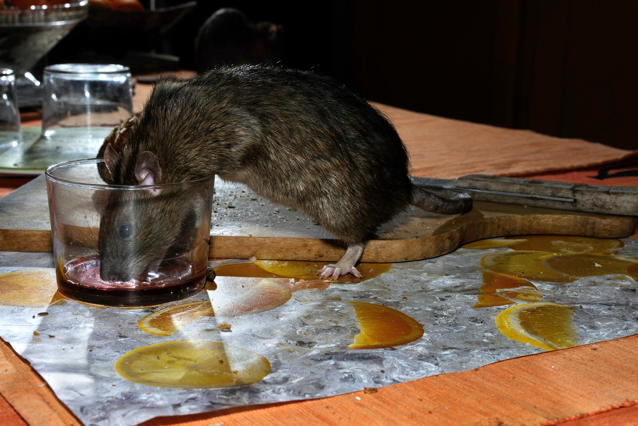 Hrvat u šoku nakon što je u konzervi graha pronašao štakora - Net.hr