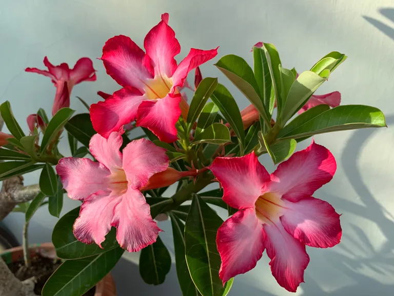 Saznajte kako se sadi i održava pustinjska ruža - Net.hr