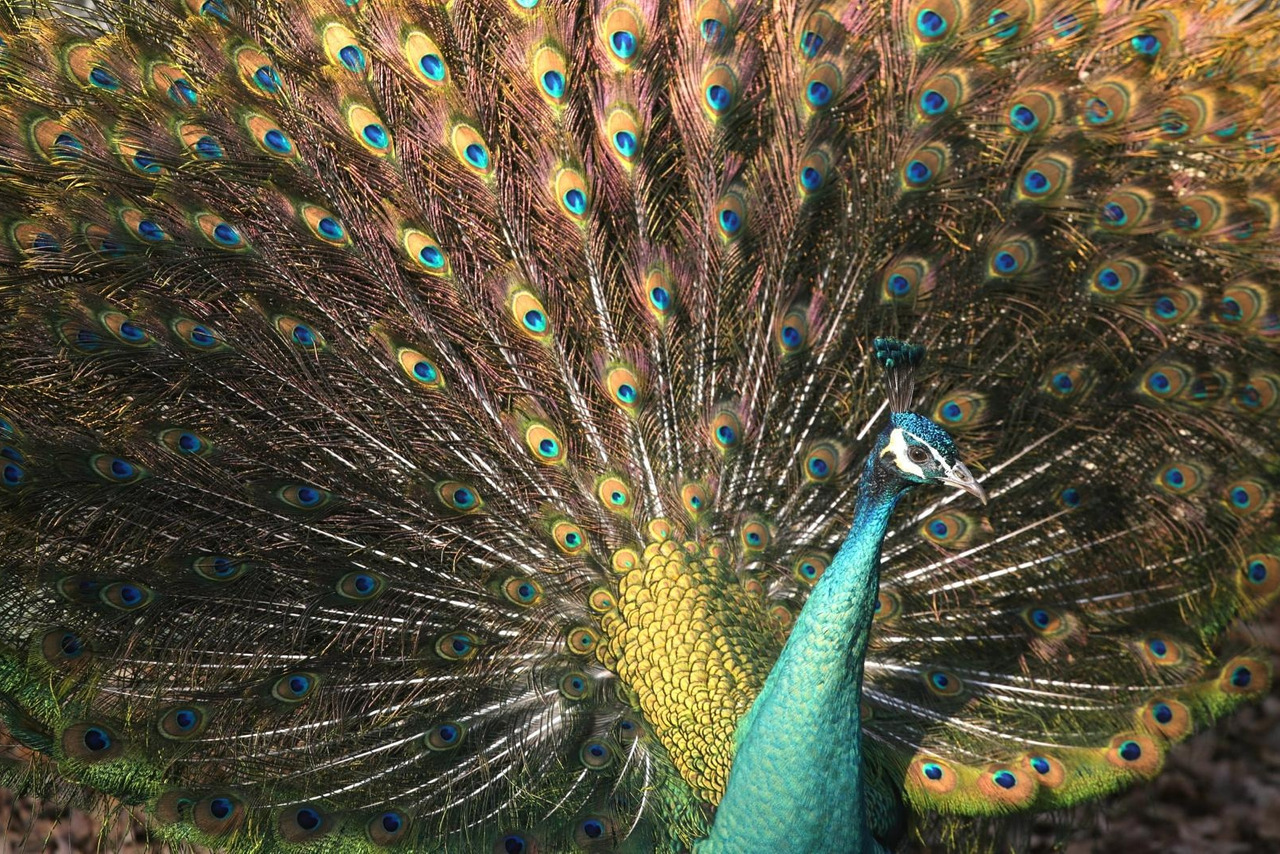 Paunovi napadaju Split: Krešte, uništavaju automobile, stanari ih ...