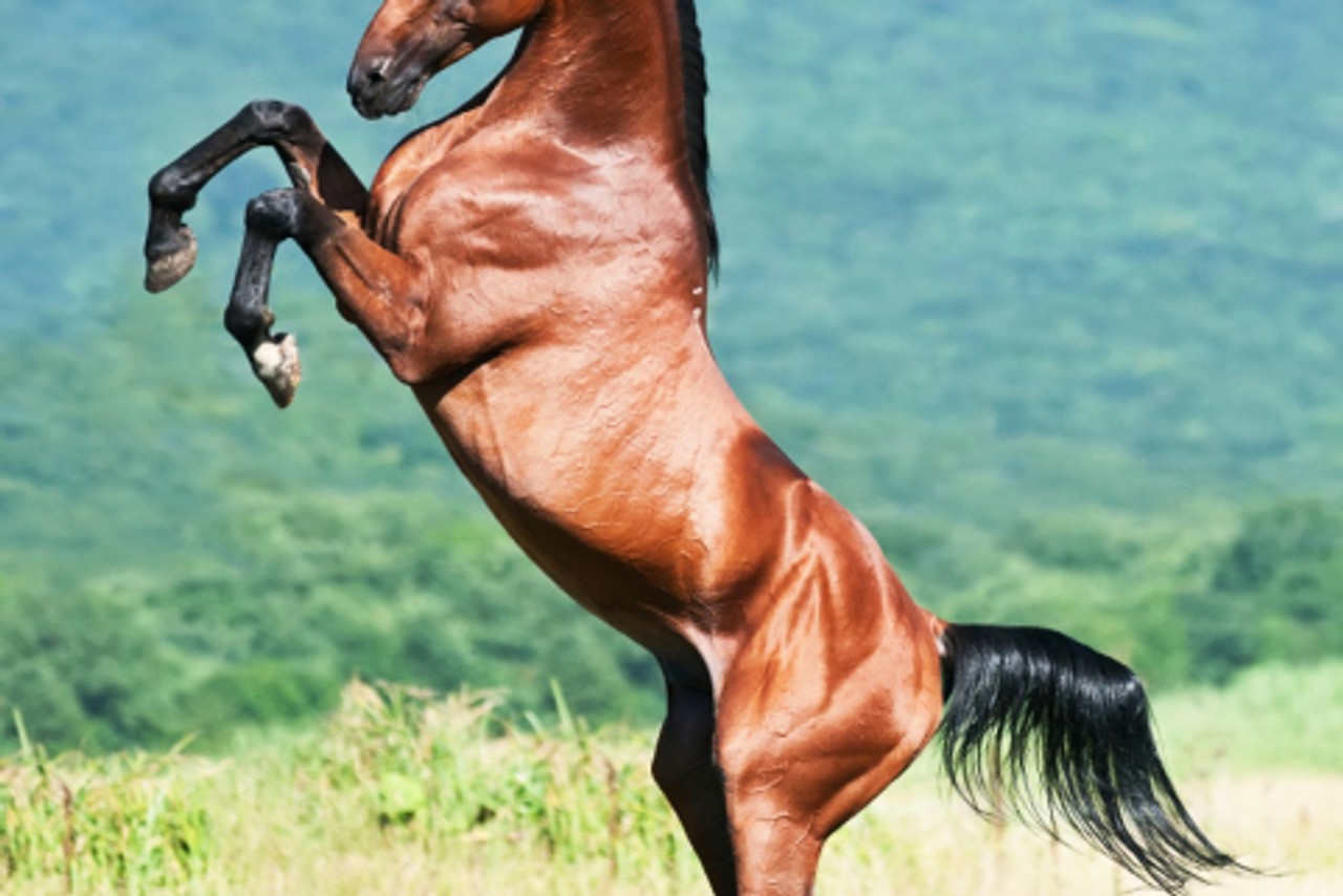 Hrvatski hladnokrvnjak - autohtona pasmina hrvatskog konja - Net.hr