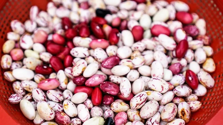 Šareni grah - što sve trebate znati o šarenom grahu - Net.hr