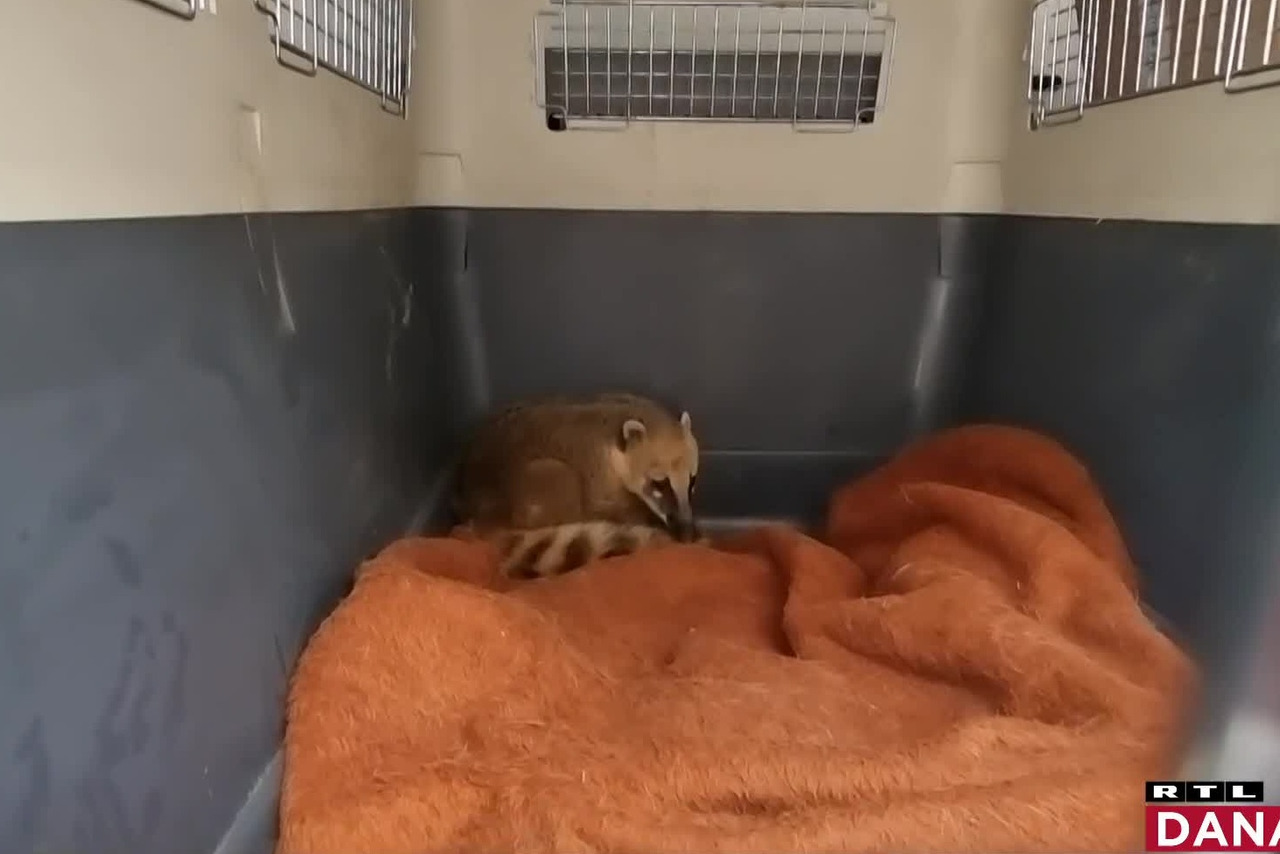 Ulovljen rakun koji je lutao Zagrebom. U zoološkom vrtu svi su na broju ...