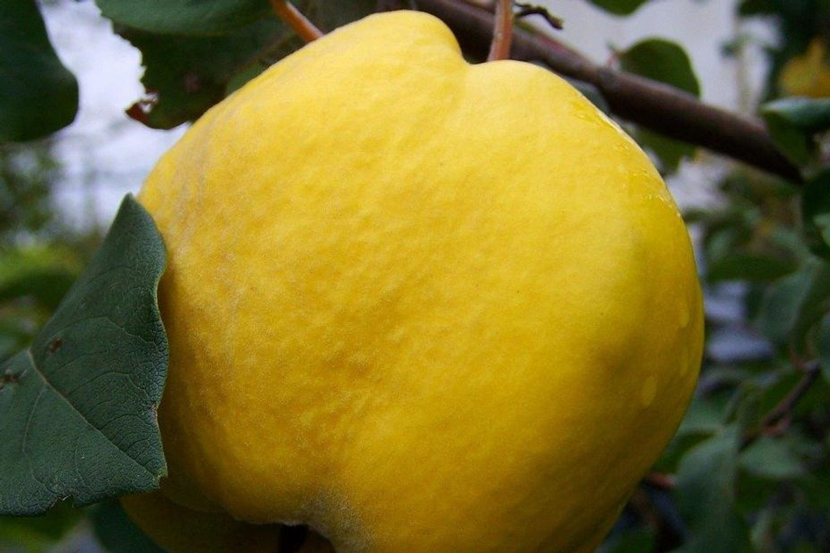 Nezaboravni okusi djetinjstva - sir od dunja? - Žena.hr