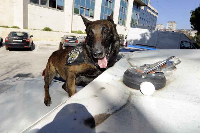 Policijski pas Pik noćna mora splitskih dilera - Net.hr