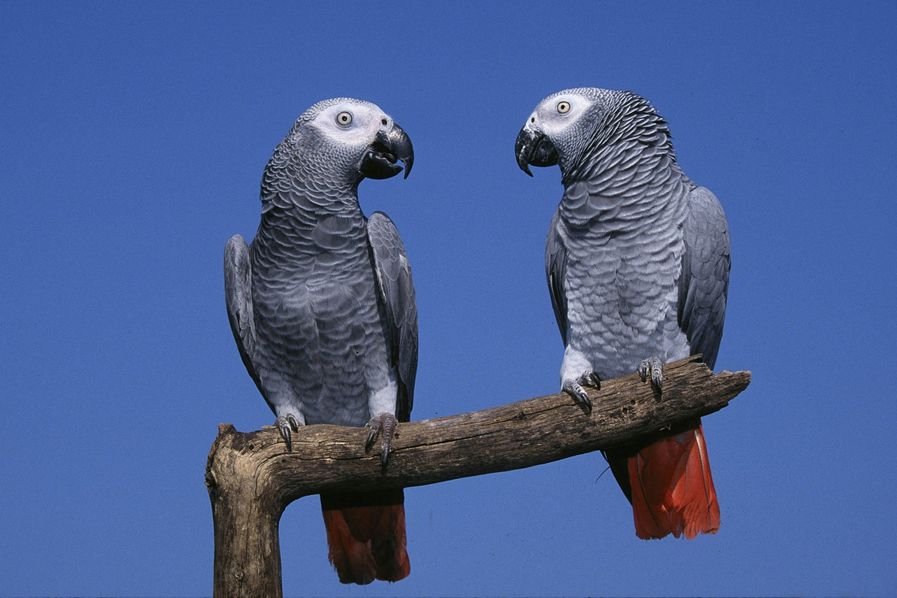 PAPIGE U KARANTENI JER SU PSOVALE POSJETITELJE PARKA: 'Jedna prostorija ...