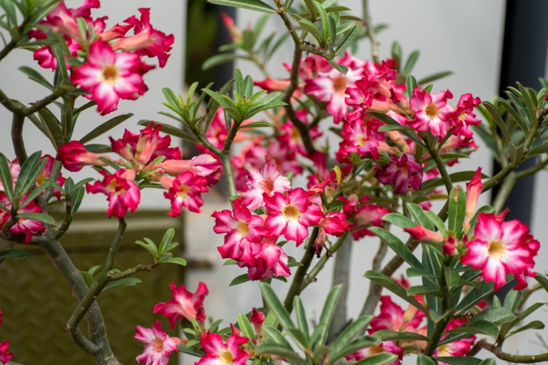 Saznajte kako se sadi i održava pustinjska ruža - Net.hr