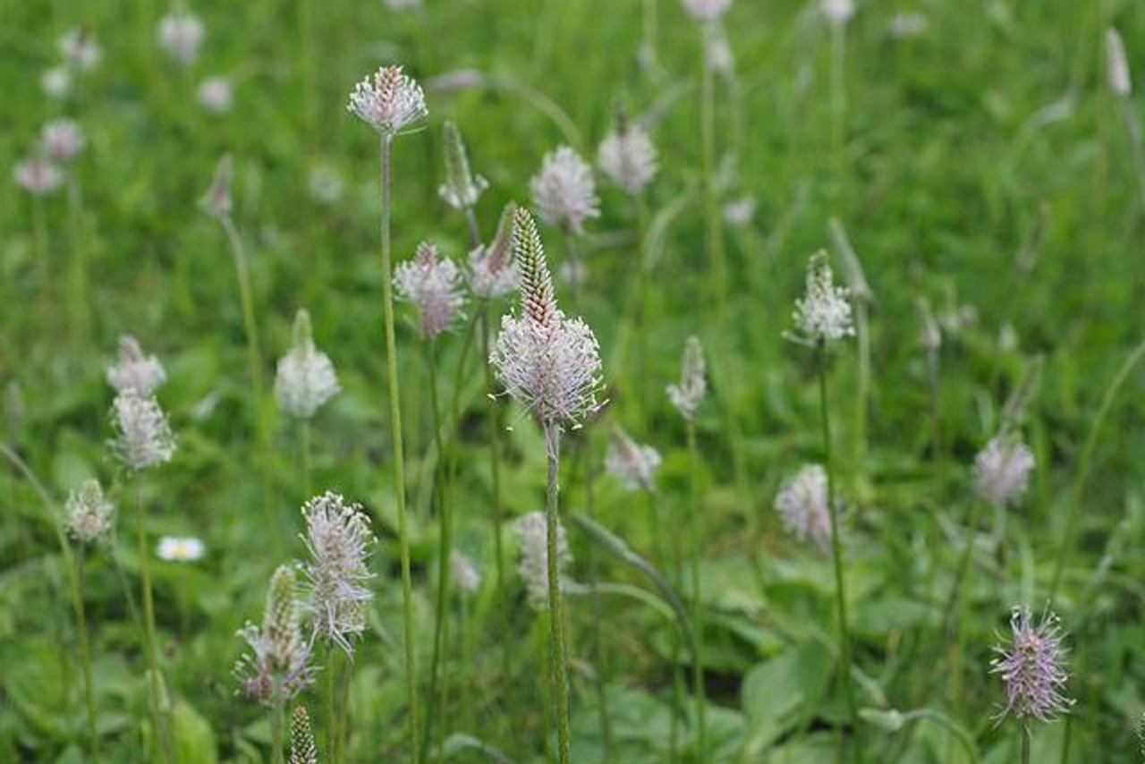 Uskolisni trputac: Koje su osnovne karakteristike biljke uskolisni ...