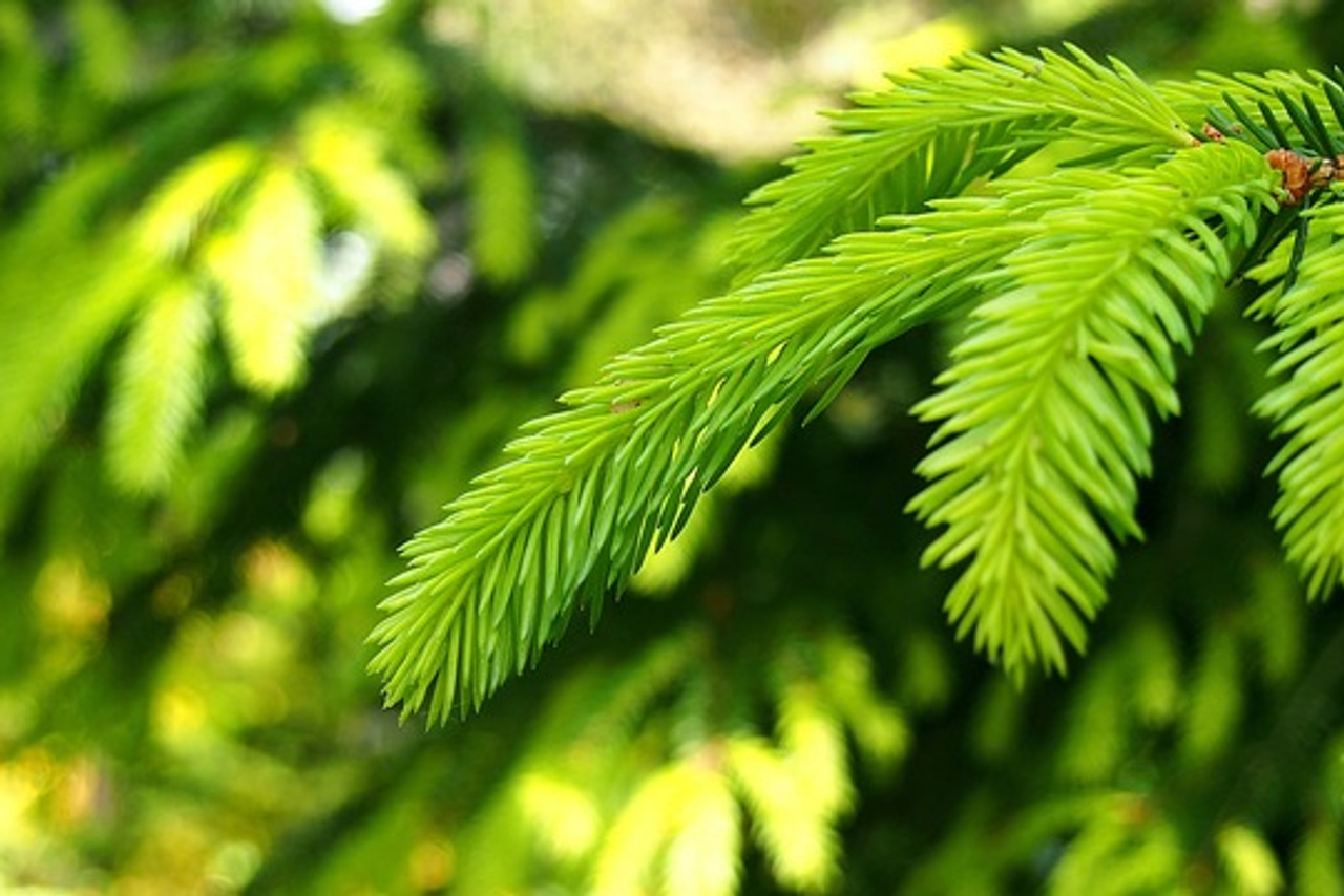 Kako se pripremaju borove iglice u rakiji? - Net.hr