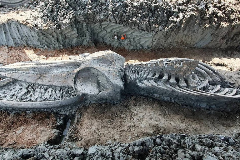 OTKRIVEN GOTOVO SAVRŠENO OČUVAN KOSTUR DREVNE VRSTE KITOVA: Ovo će biti ...