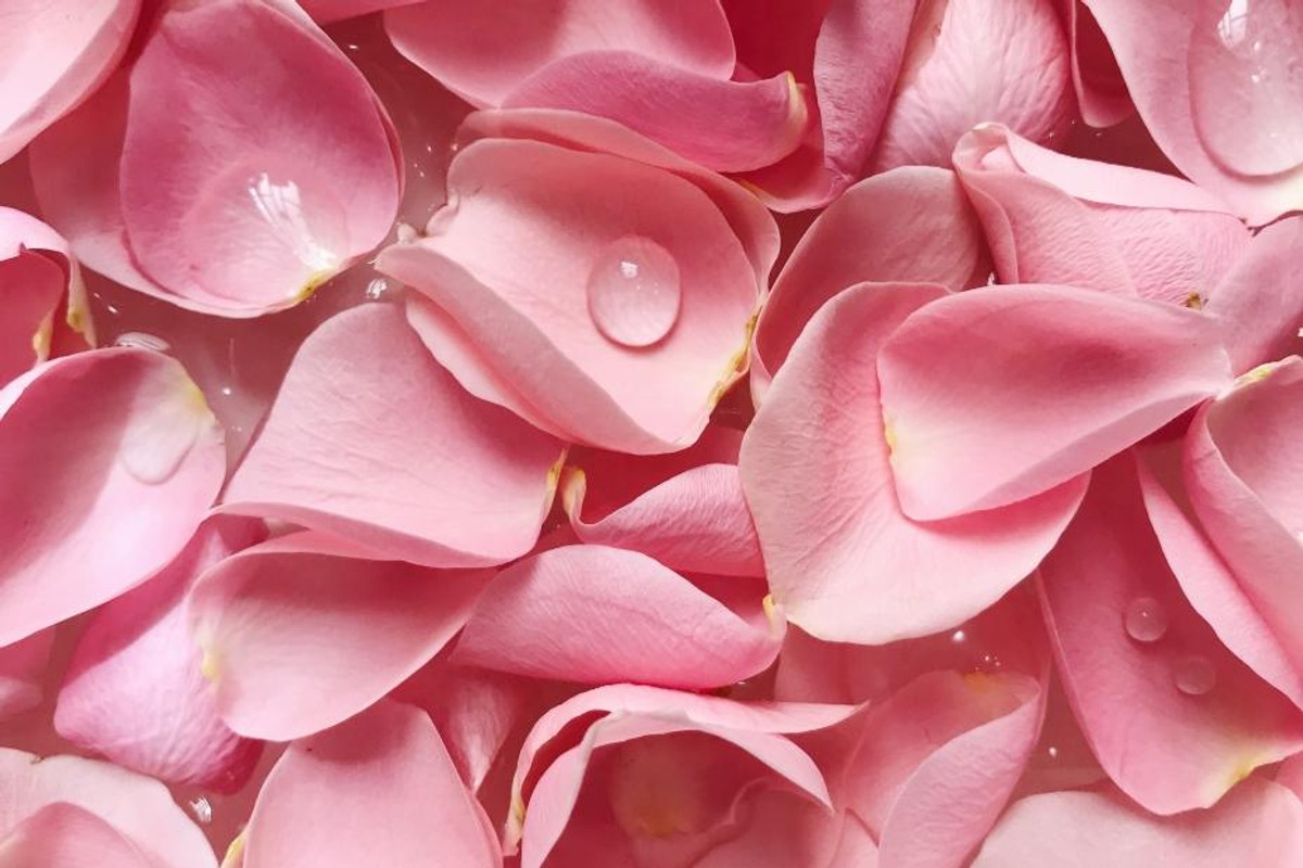 Kako osušiti latice ruže? - Žena.hr