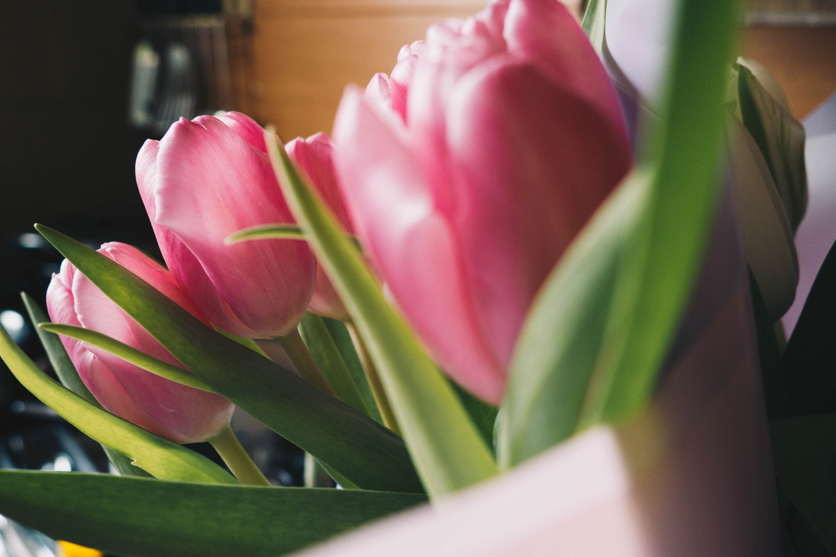 Boje tulipana: značenje boje tulipana - Žena.hr