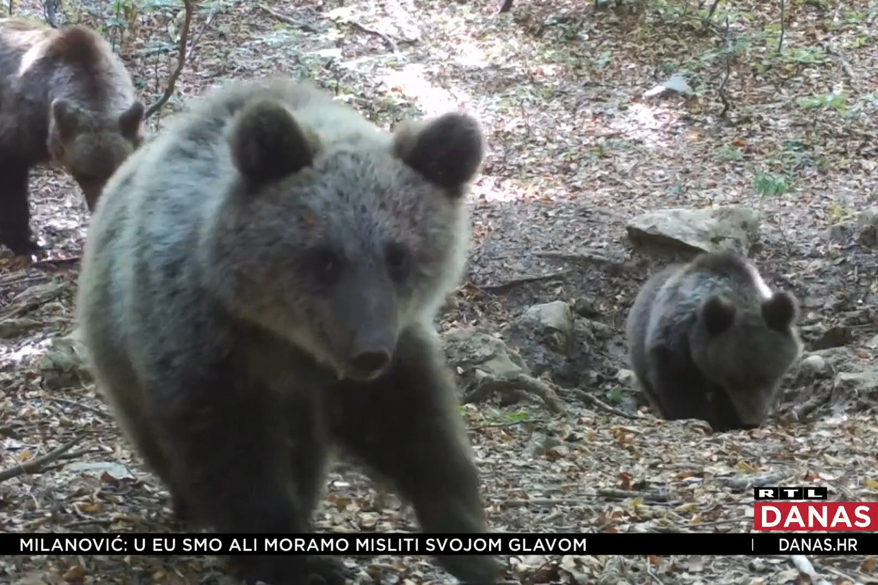 U Japanu sve češći napadi medvjeda, a ni Hrvatskoj nisu strani: 'Trči ...