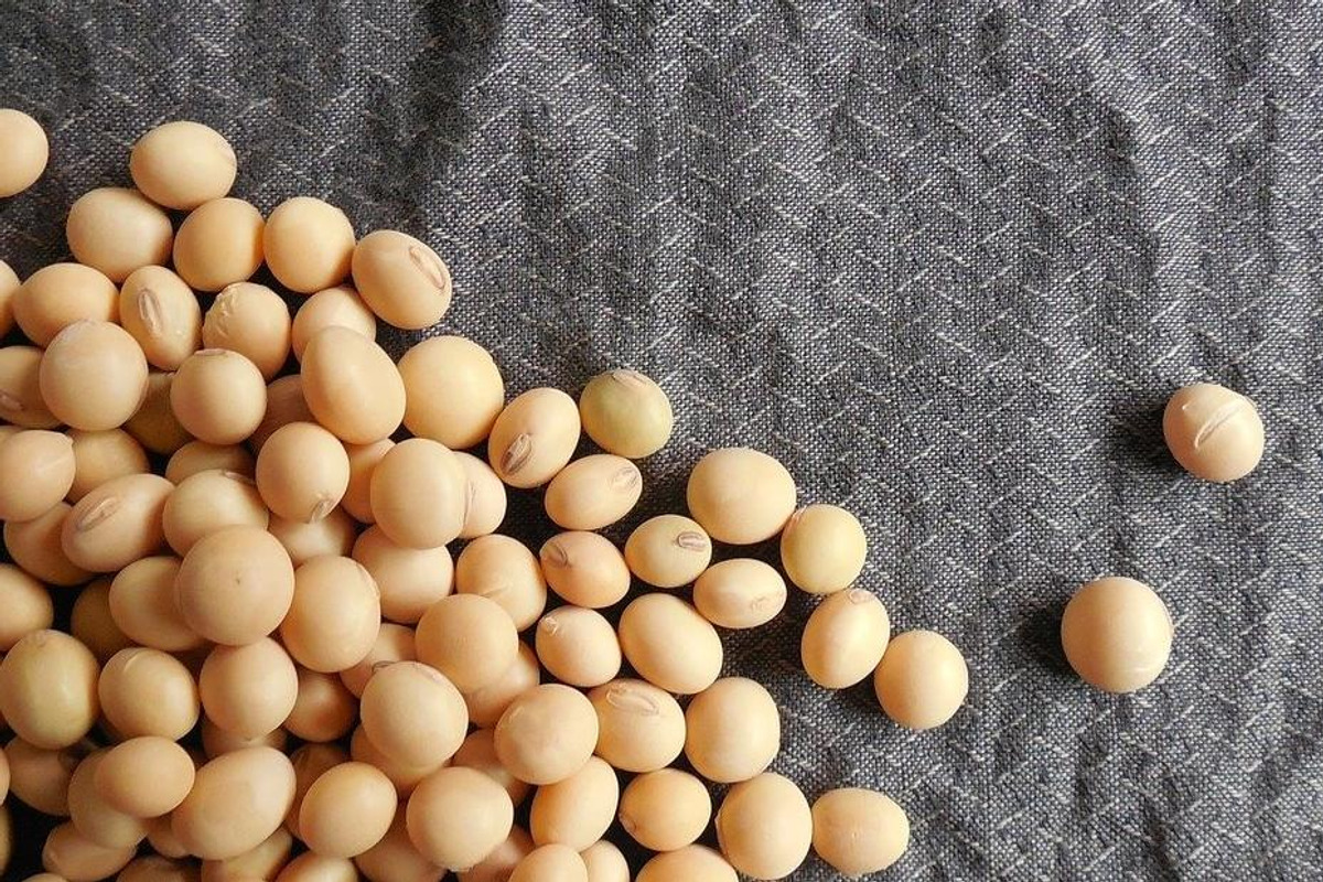 Koje je najbolje vrijeme za sijanje soje? - Žena.hr