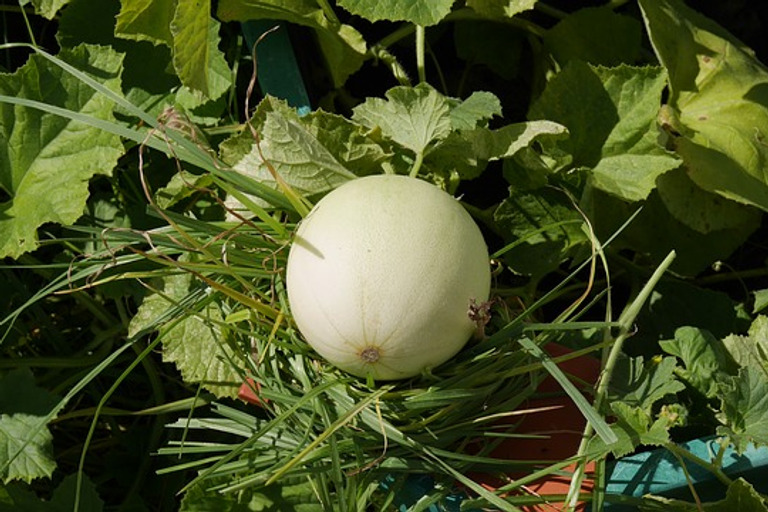Bijela dinja - osnovne karakteristike bijele dinje - Net.hr