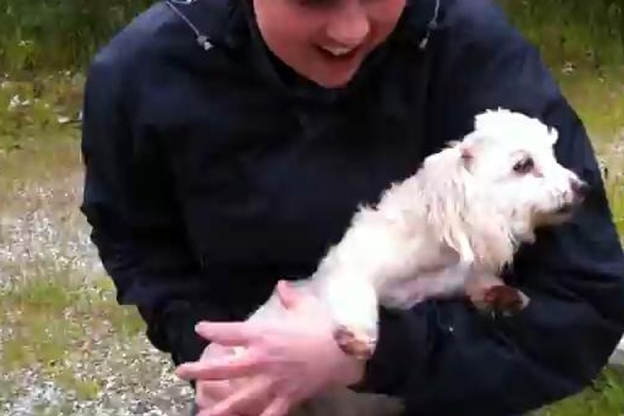 Pudlica preživjela pad s visina