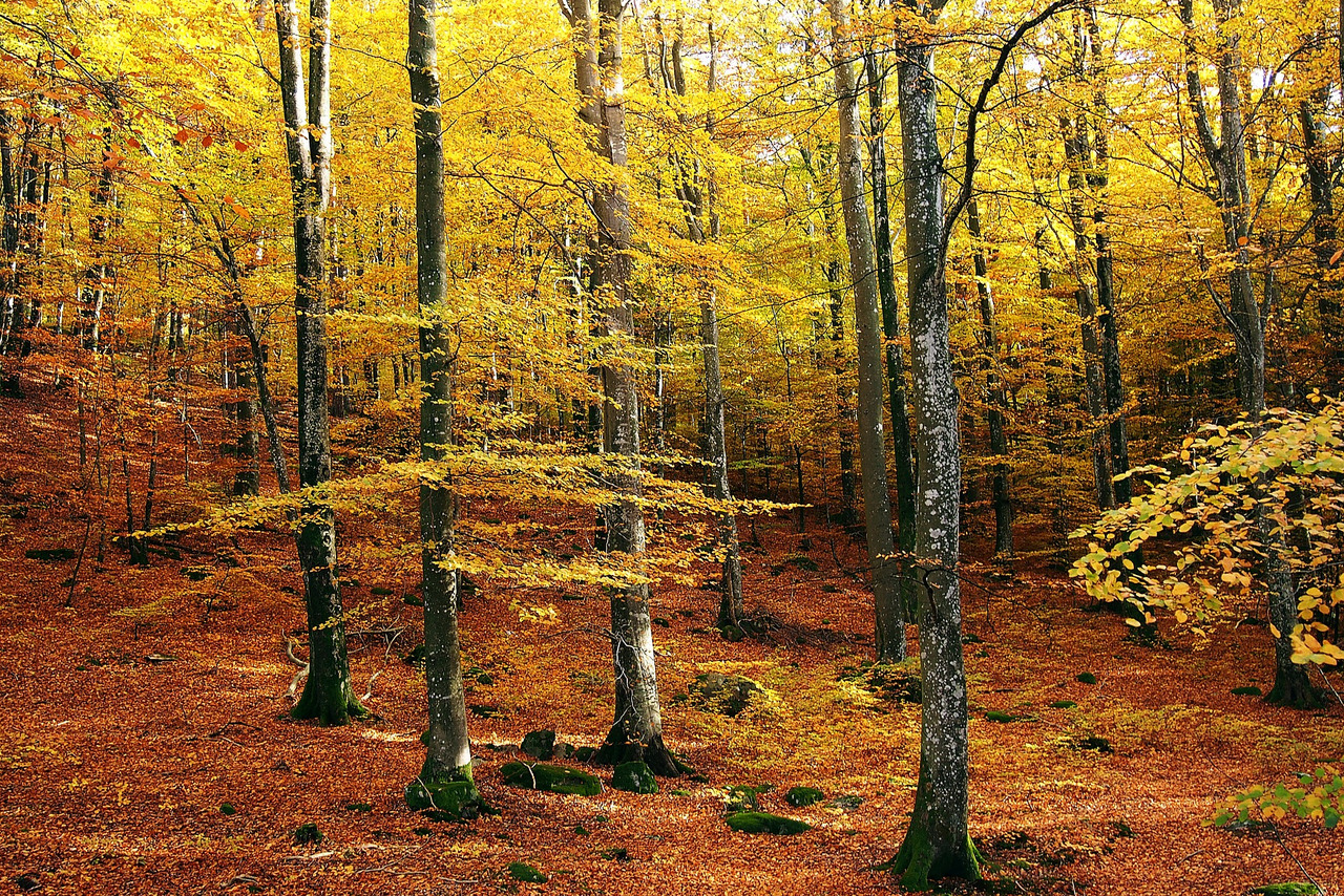 Bukova šuma: najrasprostranjenija šuma u Hrvatskoj - Net.hr