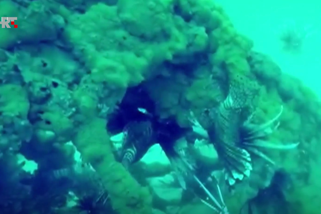 U JADRANU SE POJAVIO NOVI PREDATOR: Došao je iz Crvenog mora i uništava ...