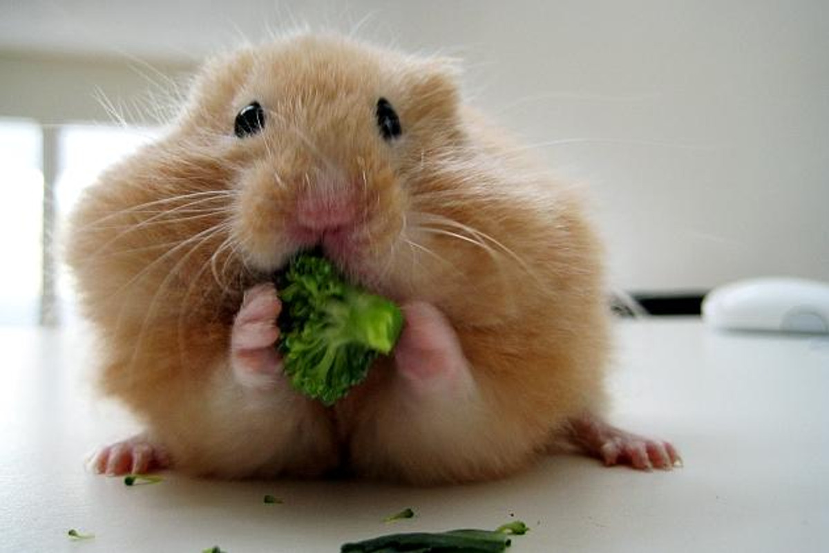 Hrčak: Savršeni prvi kućni ljubimac - Žena.hr