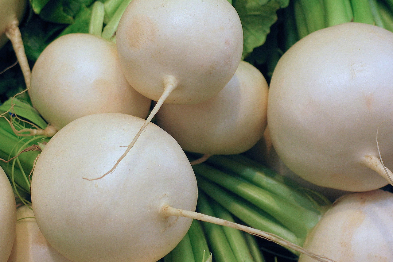 Bijela repa: saznajte sve o ljekovitosti i primjeni bijele repe - Net.hr