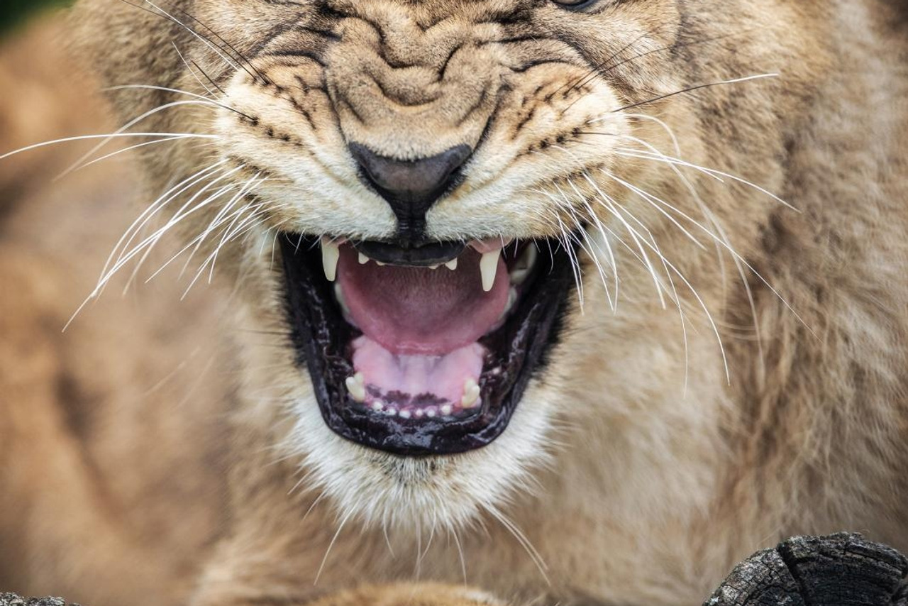 Iskešeni očnjaci i pogled predatora: Zavirite u svakodnevicu osječkog ...