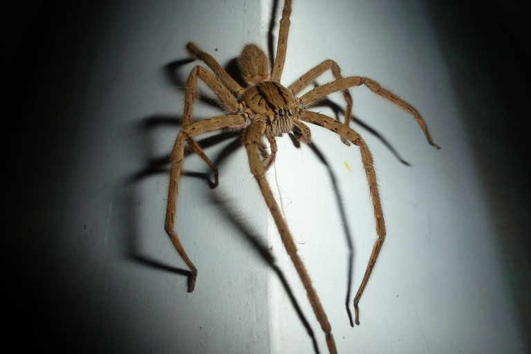 Vučji pauk - pauk koji izgleda jako opasno - Net.hr