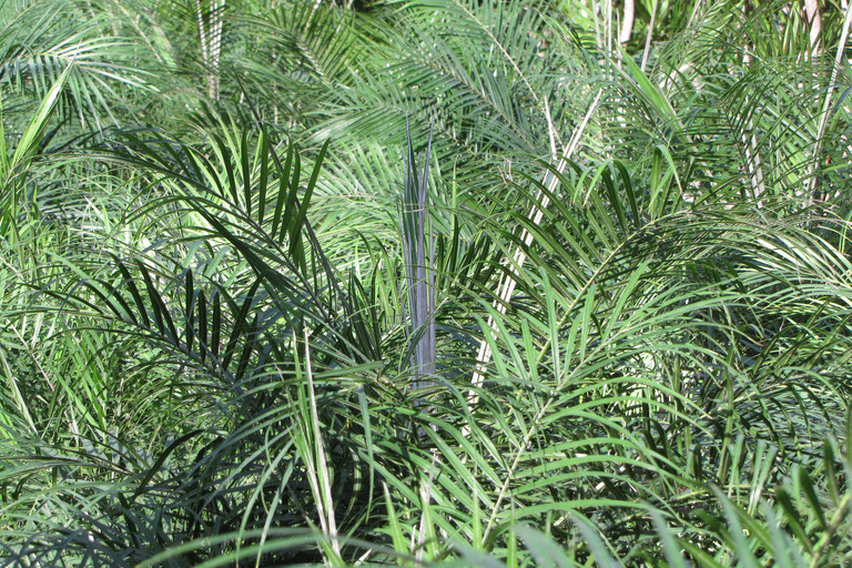 Patuljasta datulja: ukrasna biljka koja čisti zrak - Net.hr