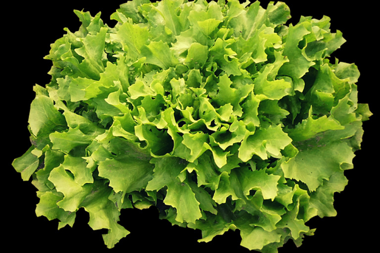 Što je salata endivija? Kako pripremati salatu endivija? - Net.hr