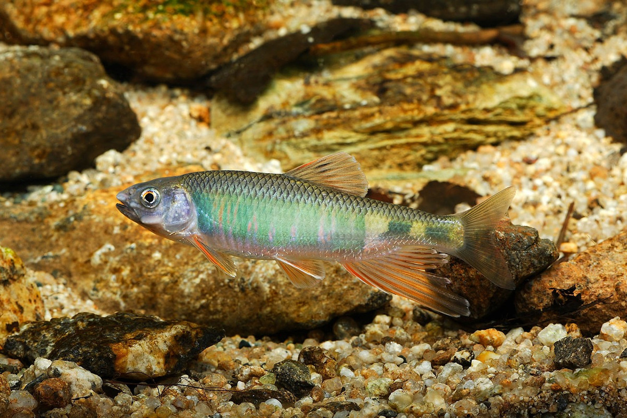 Kuli kuli ribice - Net.hr