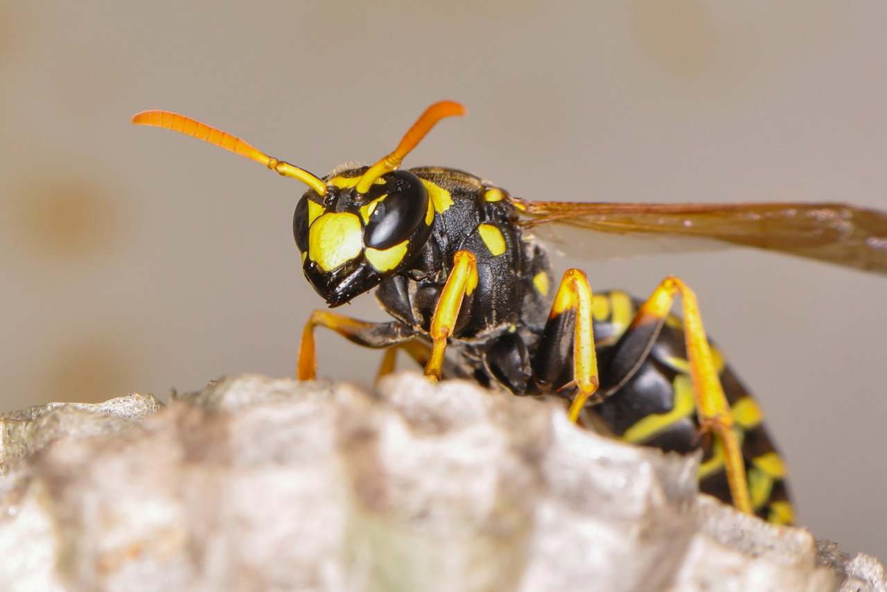 Stručnjak otkriva pet jednostavnih trikova kako se riješiti osa - Net.hr