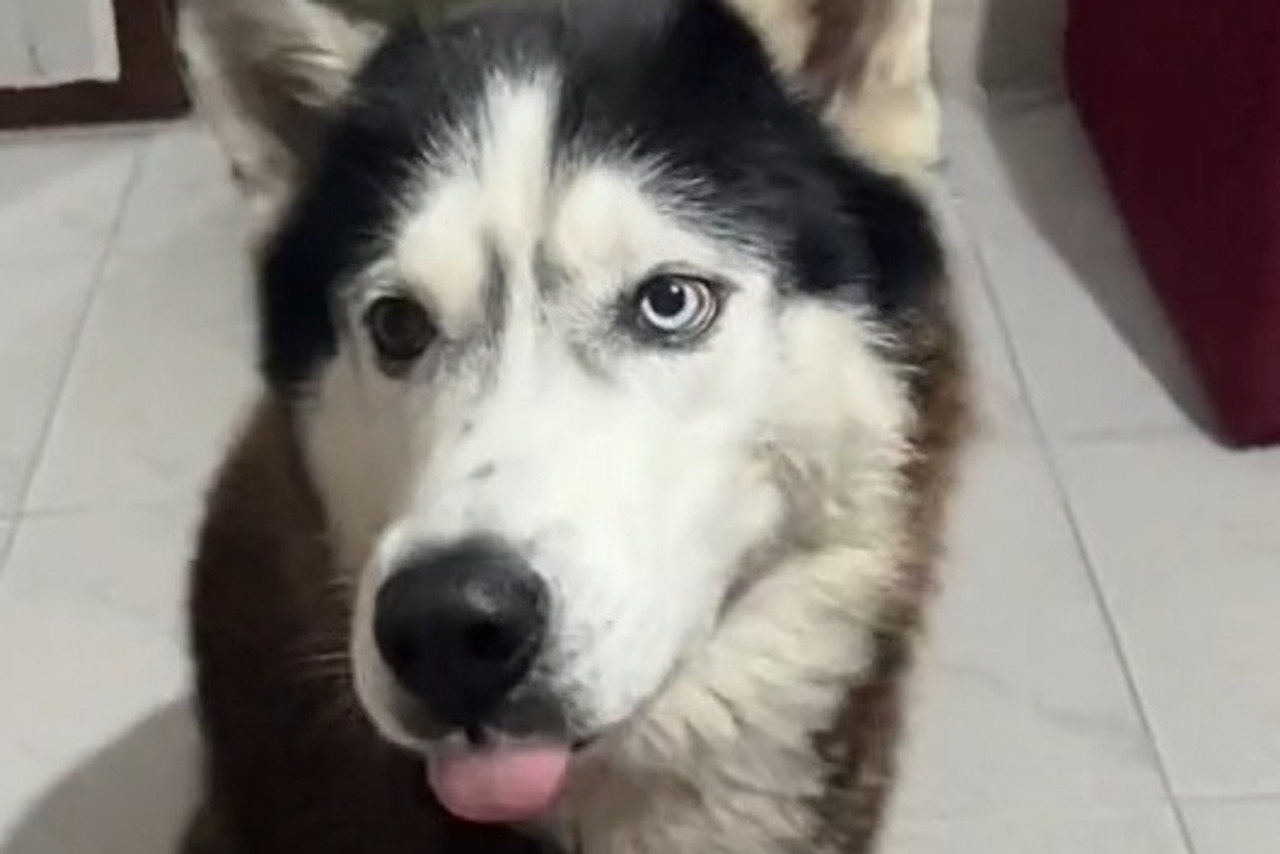 Ne znamo koju je školu stranih jezika upisao, ali mu odlično ide ...