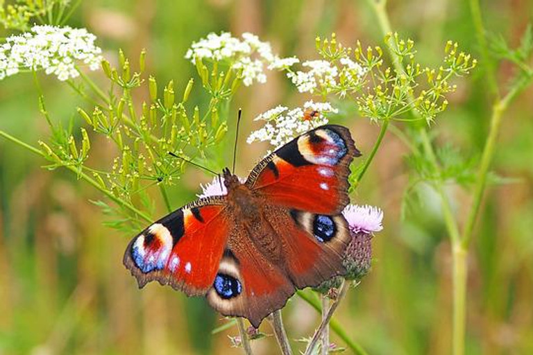 Zanimljivosti o leptirima - nekoliko zanimljivosti o leptirima - Net.hr