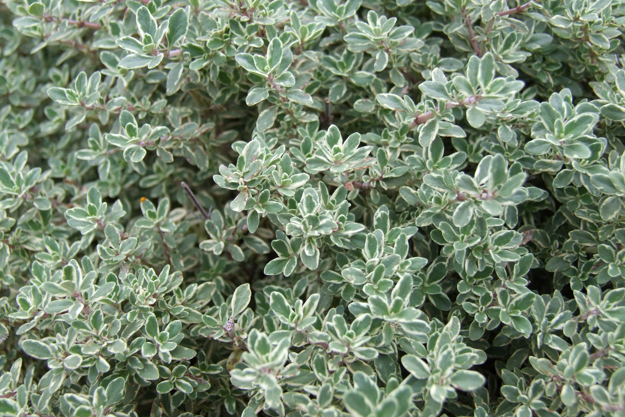 Limunski timijan - aromatični začin jelima - Net.hr