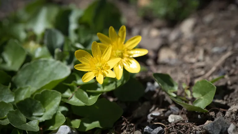 Rosopas biljka: sve prednosti biljke rosopas - Net.hr