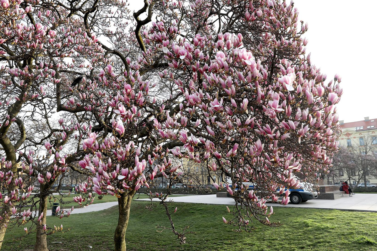 Proljeće je doista sve bliže : Procvjetale su zagrebačke magnolije ...