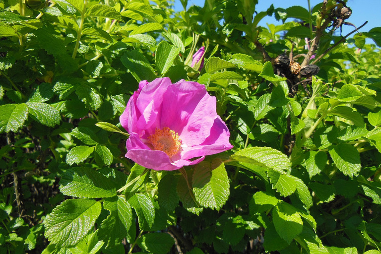 Japanska ruža - sve o uzgoju japanske ruže - Net.hr