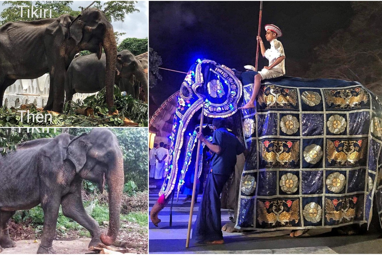 UGINULA JE SLONICA ČIJE SU SLIKE SVIMA SLOMILE SRCE: Raskošnim ...